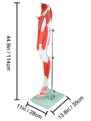 VEVOR Muscle Anatomy Leg Model, 13 Parts Lower Limb Muscle Model, Life ...
